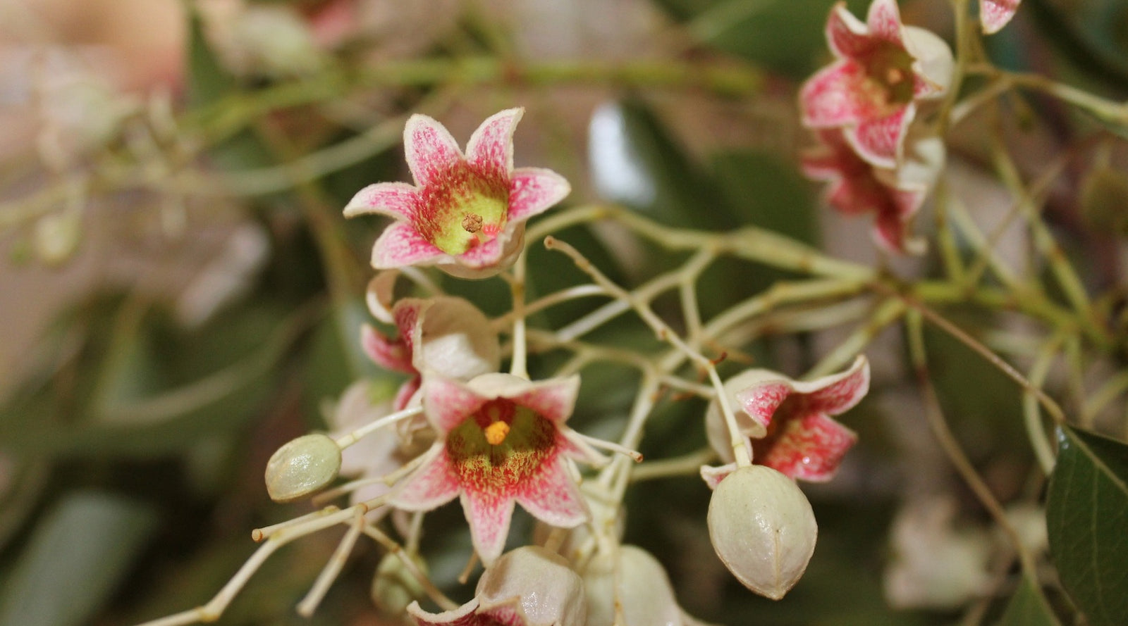 Bottle Tree Flower Essence: Benefits and Uses