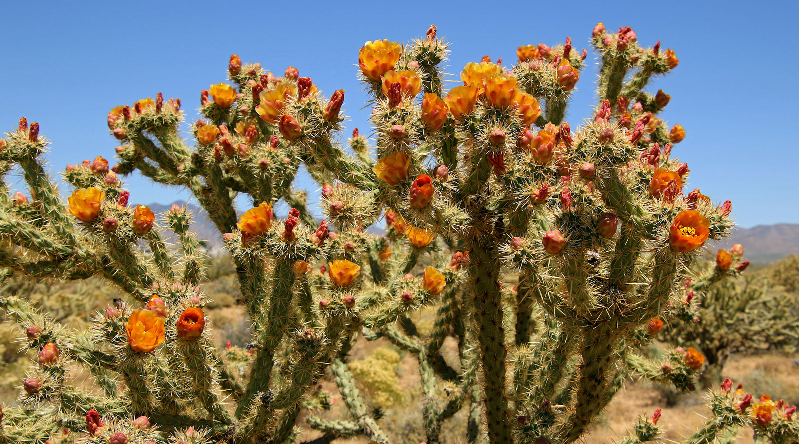 BUCKHORN CHOLLA FLOWER ESSENCE