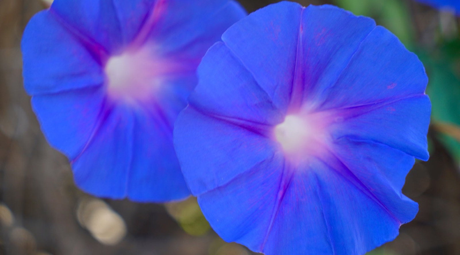 A POEM FOR LOS ANGELES ~ *encompassing*