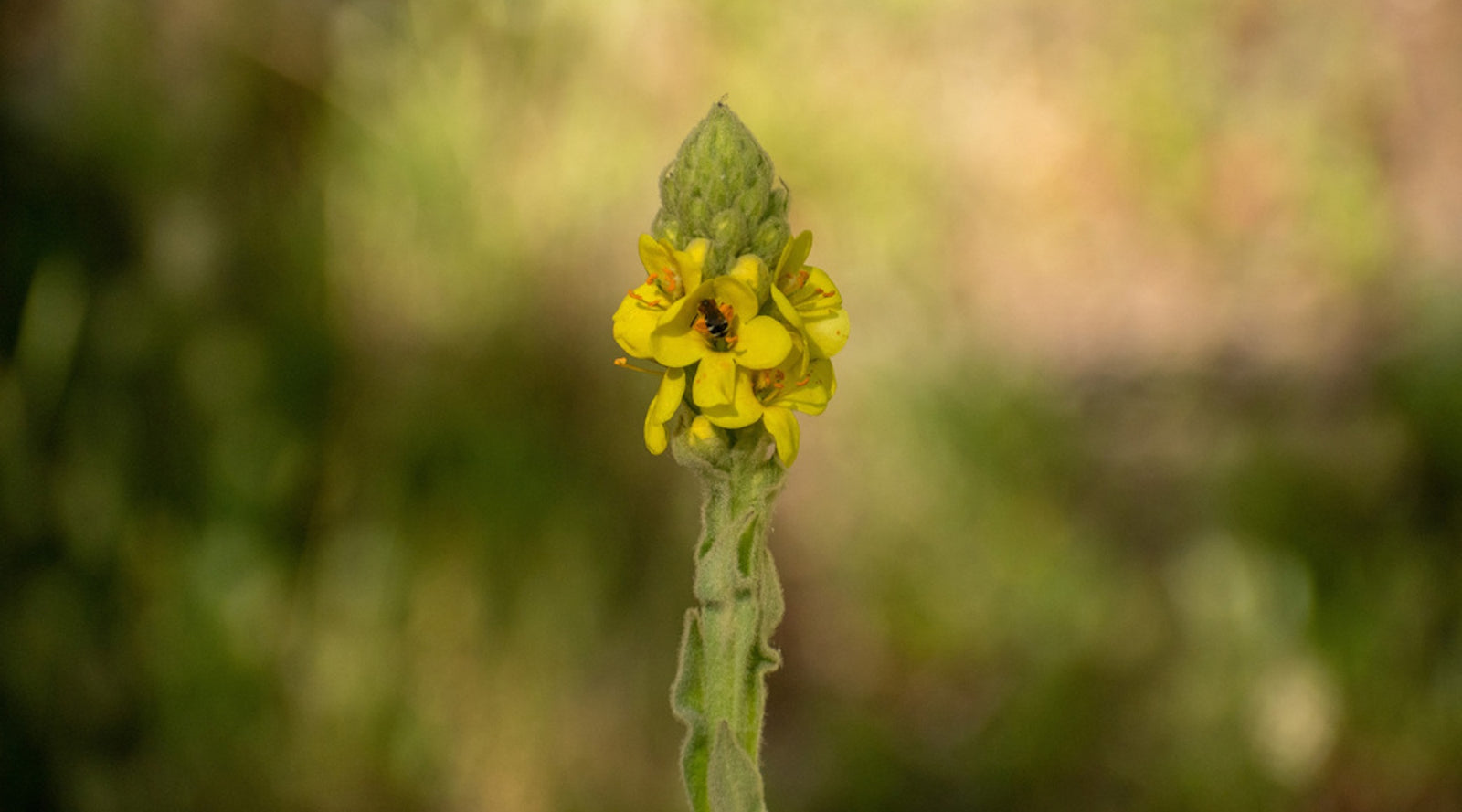 MULLEIN FLOWER ESSENCE