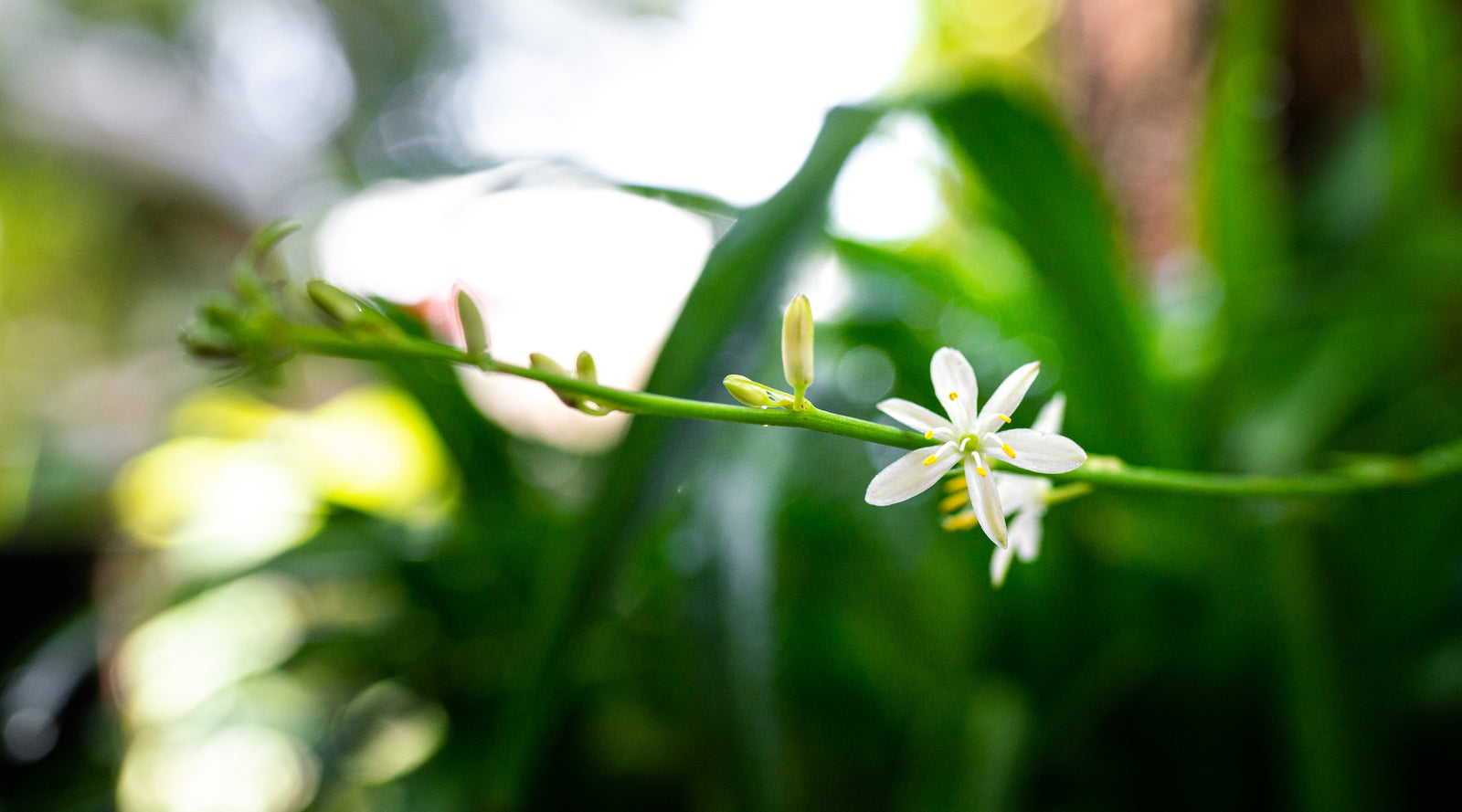 SPIDER PLANT FLOWER ESSENCE