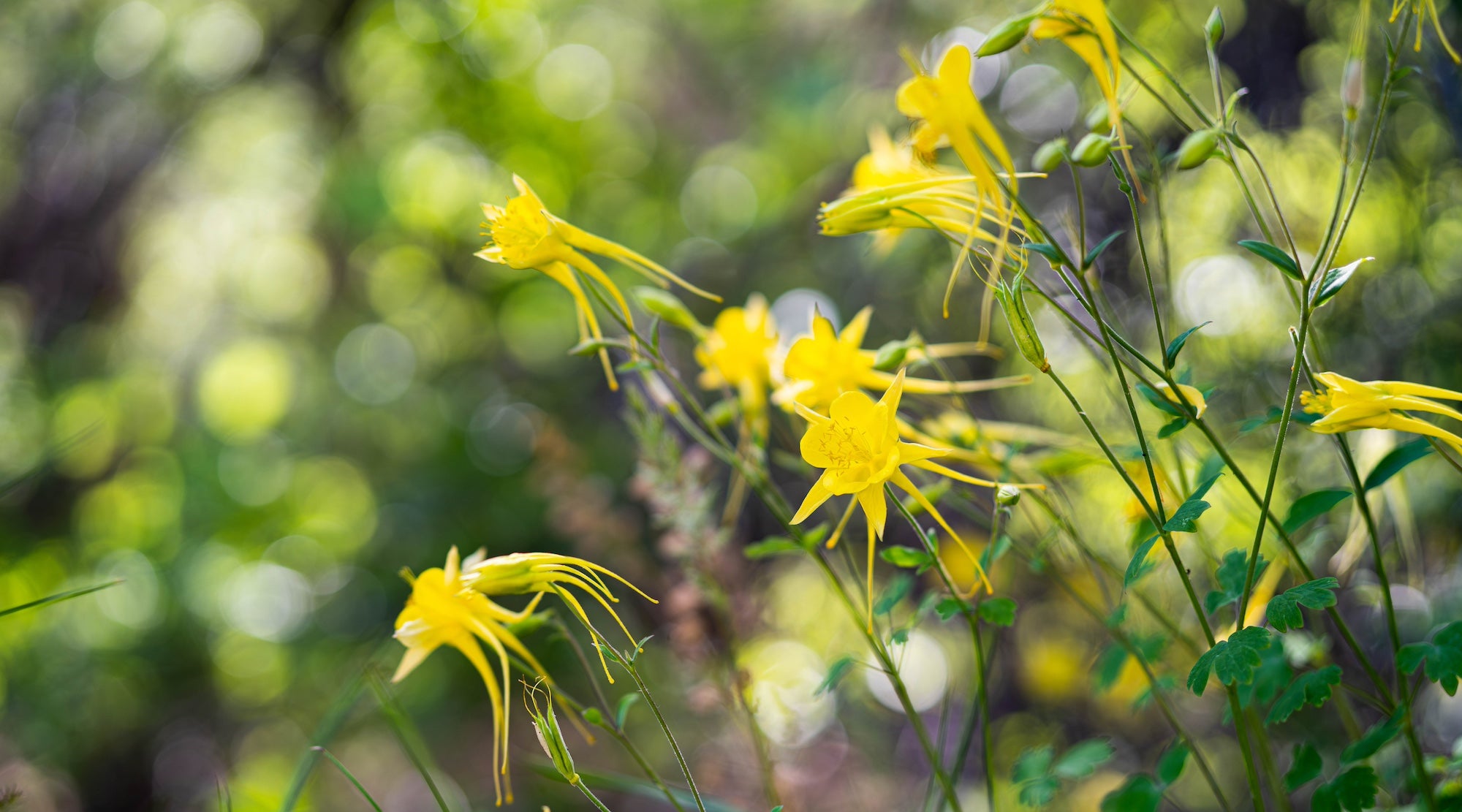 GOLDEN COLUMBINE FLOWER ESSENCE