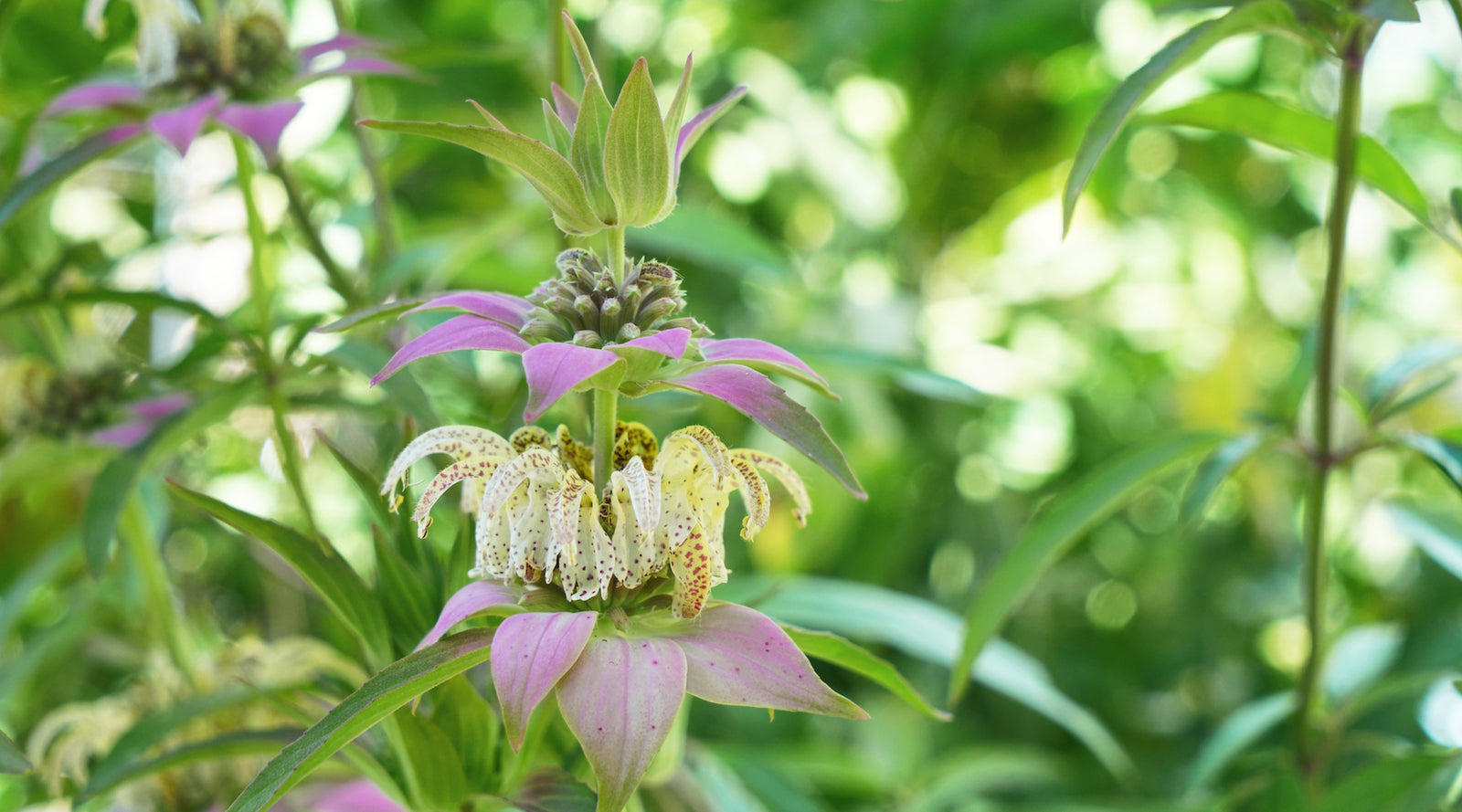 Spotted Bee Balm Flower Essence Benefits
