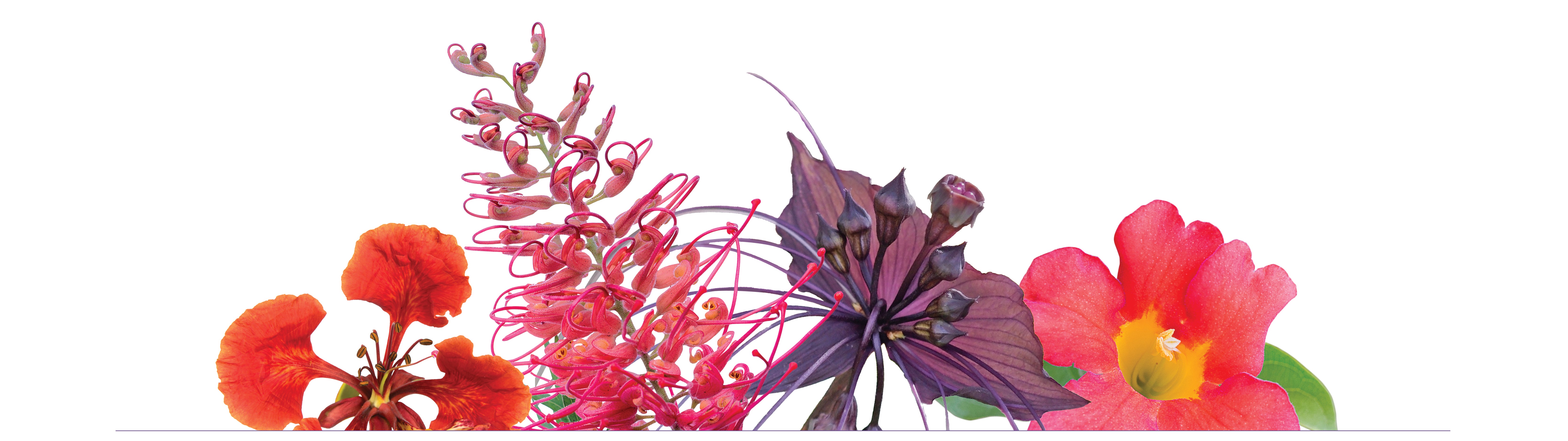TRUTHTELLER | Flower essences for powerful speech. – LOTUSWEI