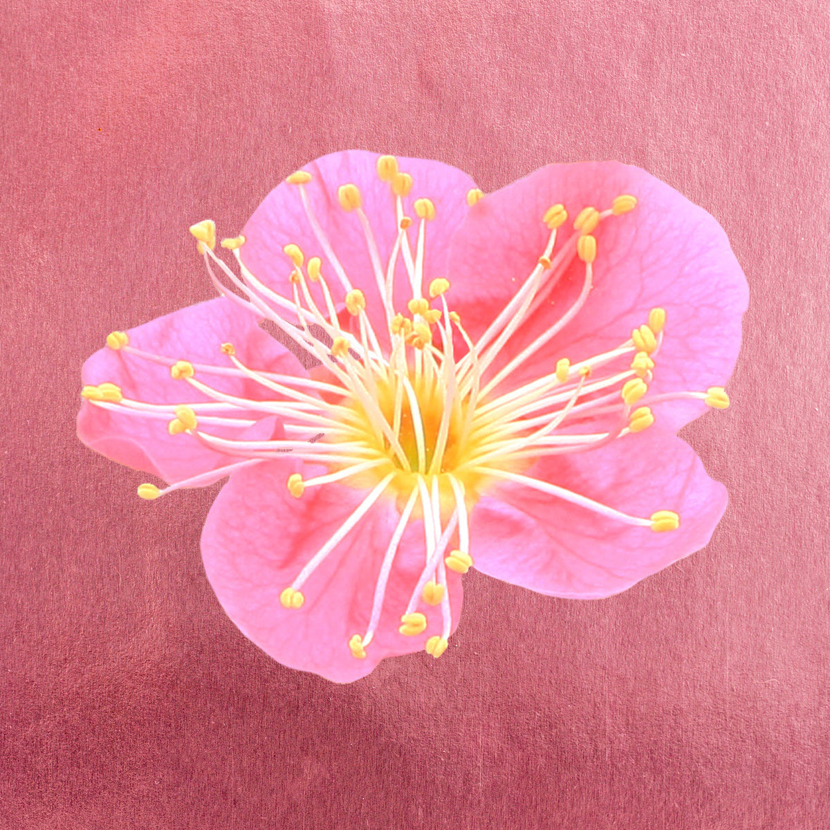 Flower Essence for Love: Divine Power Within