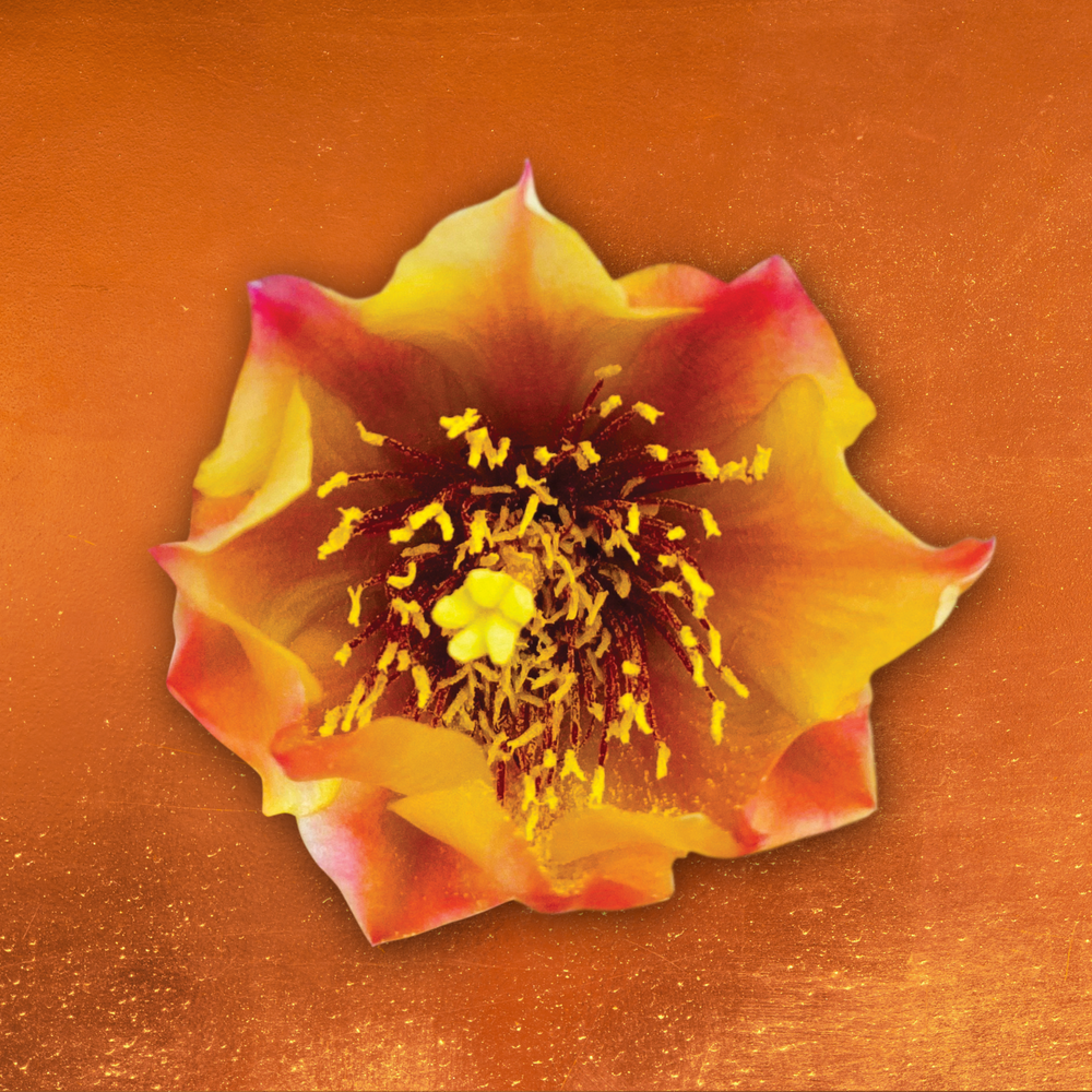 Flower Essence for Understanding - Awakened Insight – LOTUSWEI