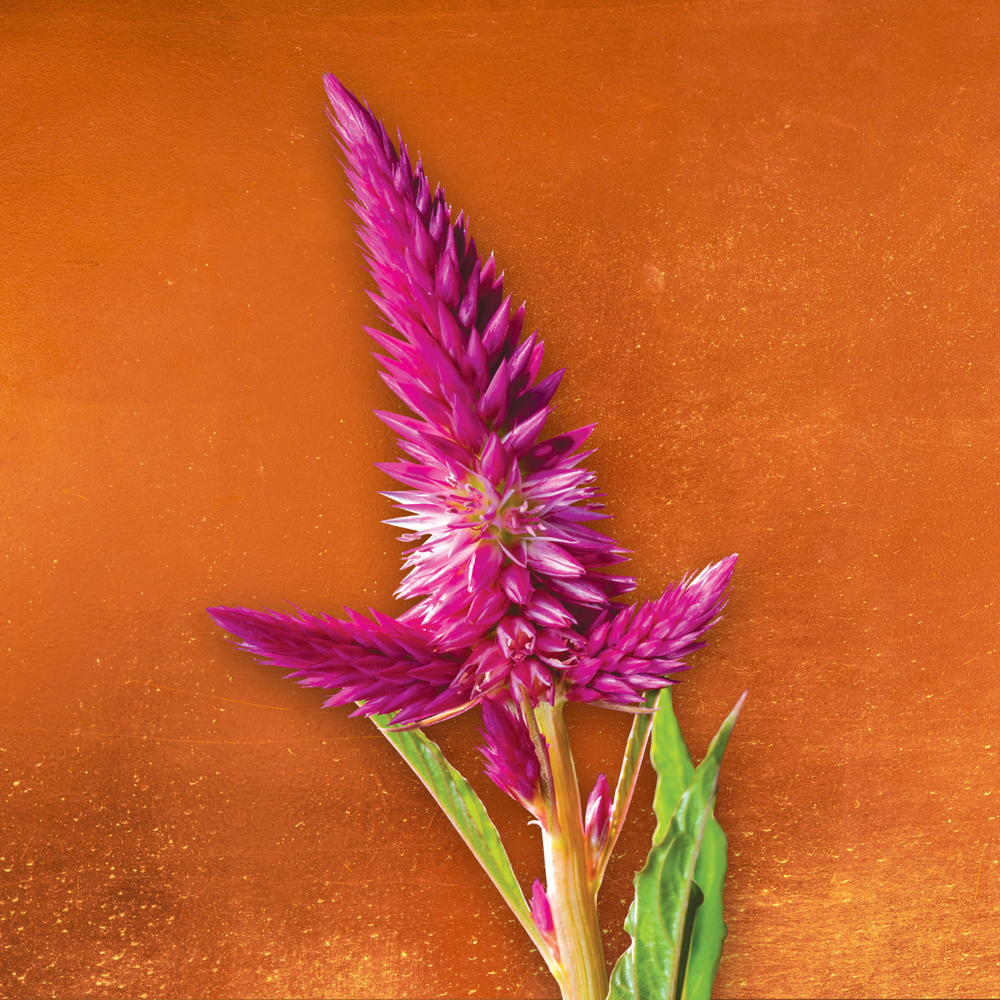 Flower Essence for Understanding - Awakened Insight – LOTUSWEI