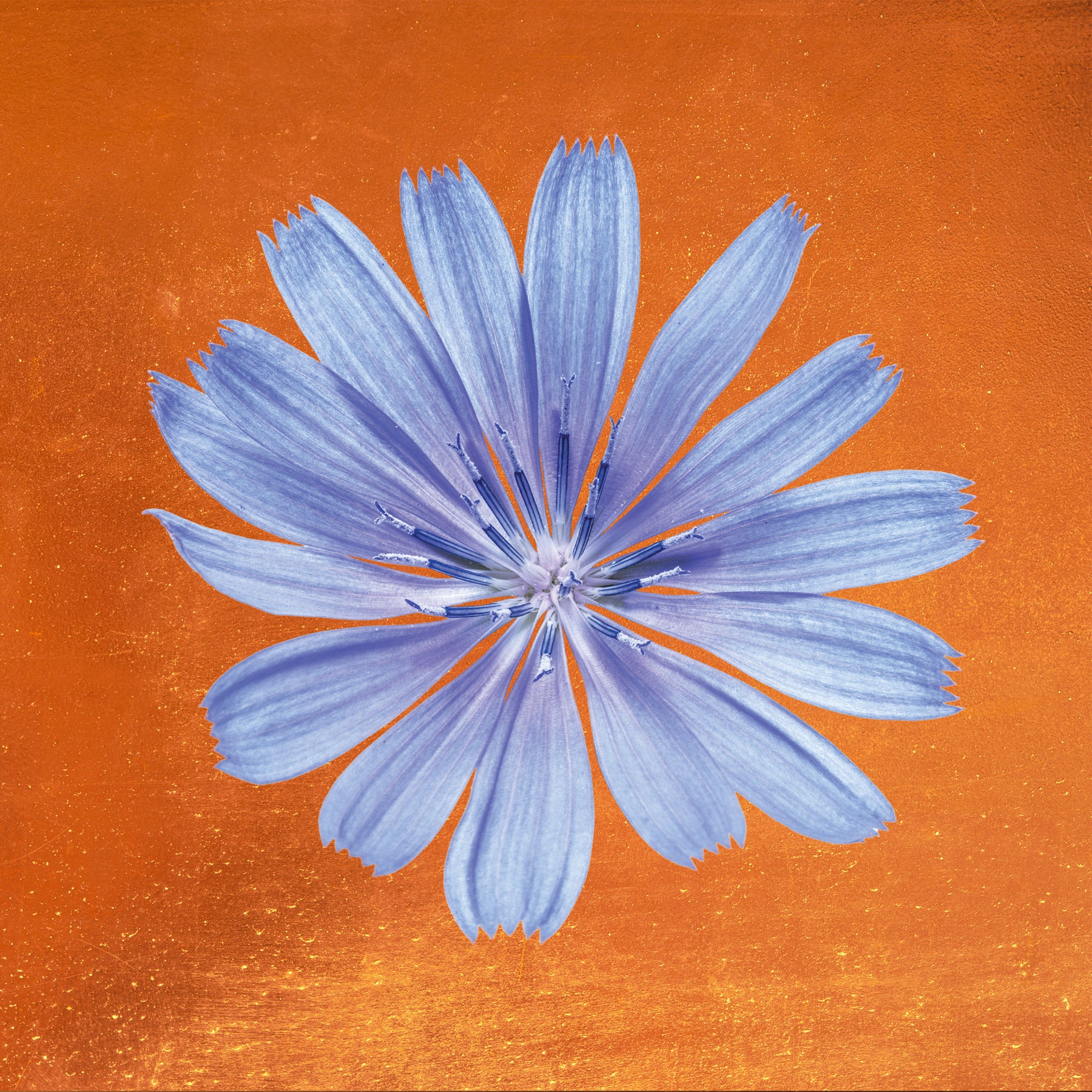 Flower Essence for Perception - Awakened