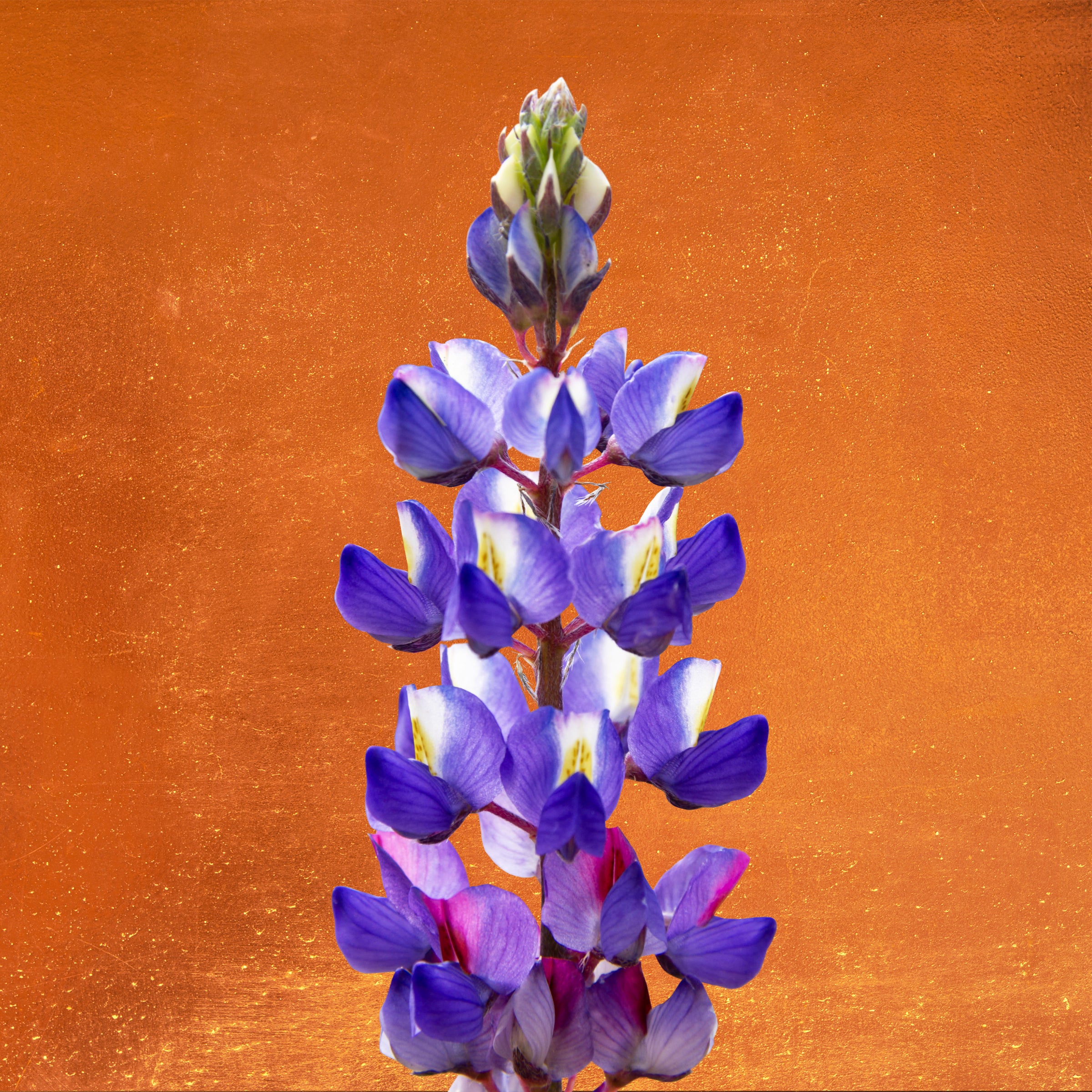 Flower Essence for Perception - Awakened