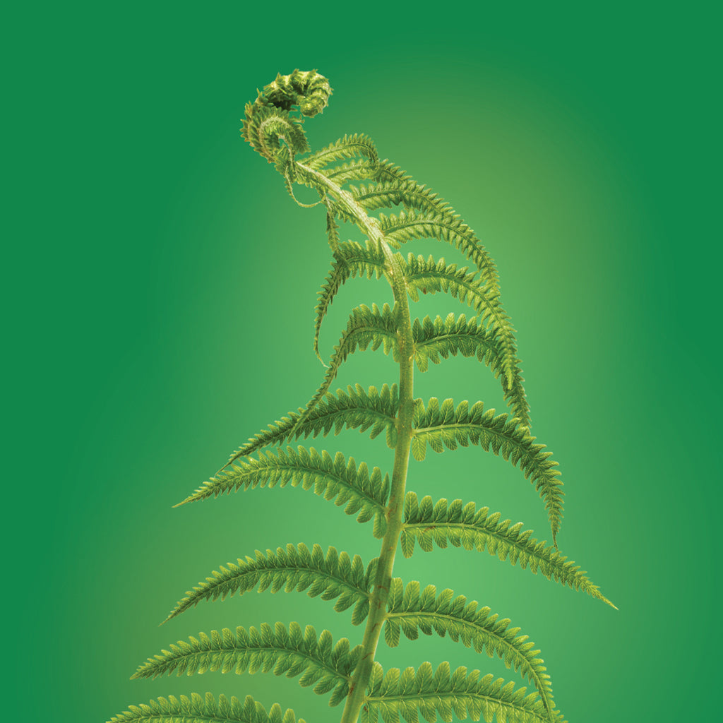 INNER KNOWING | Flower essences for Inner Knowing.