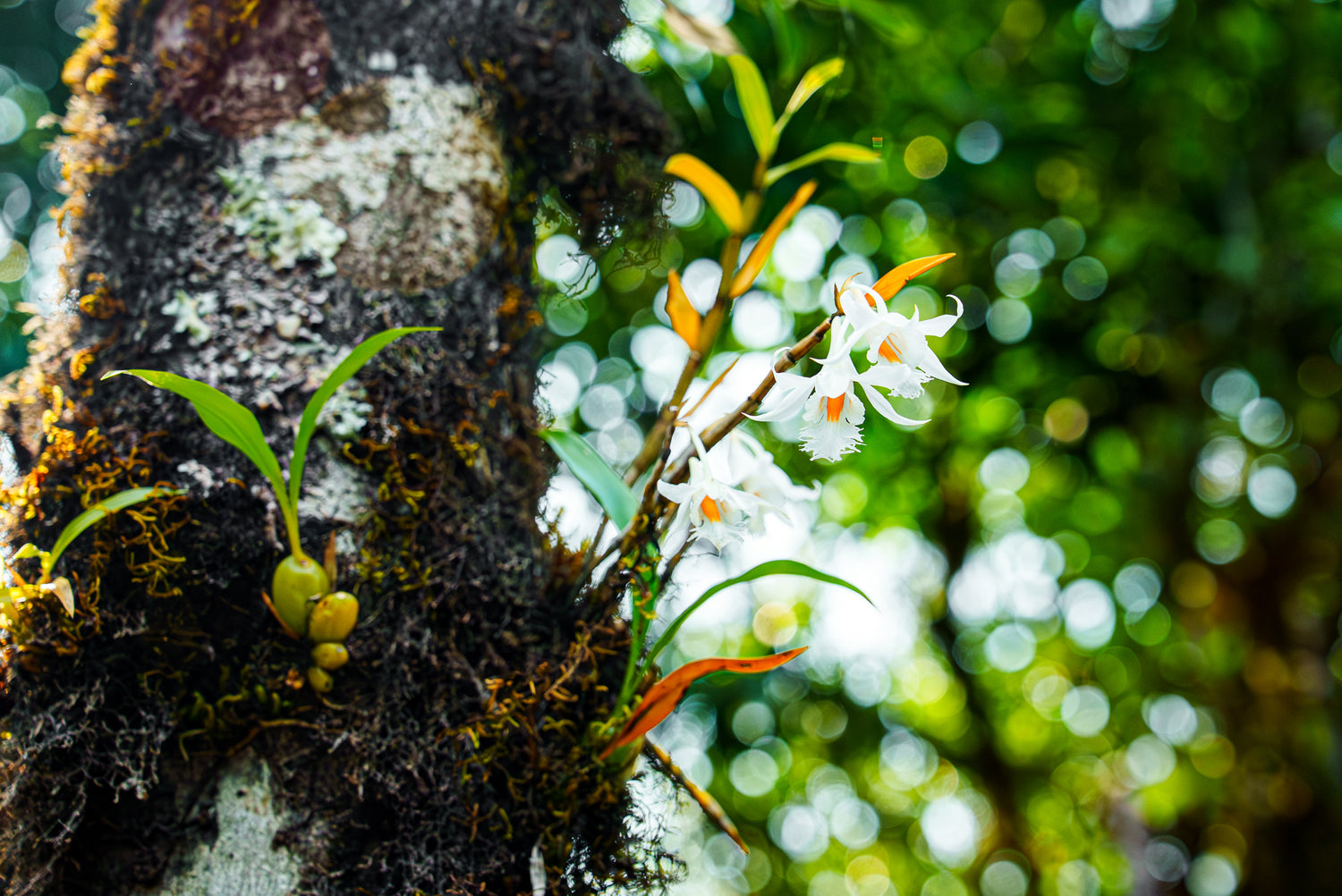 FLOWER HUNTERS ~ Flower Elixirs for Your Inner Explorer – LOTUSWEI