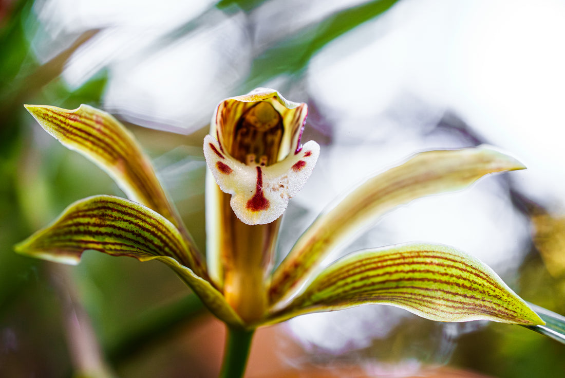 FLOWER HUNTERS ~ Flower Elixirs for Your Inner Explorer – LOTUSWEI