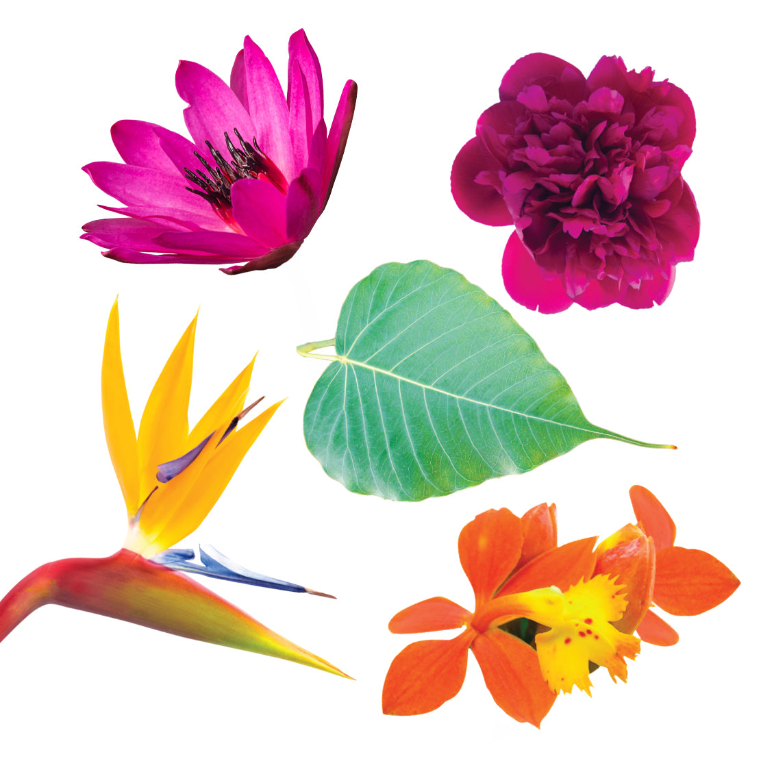 Flower Essences - LOTUSWEI