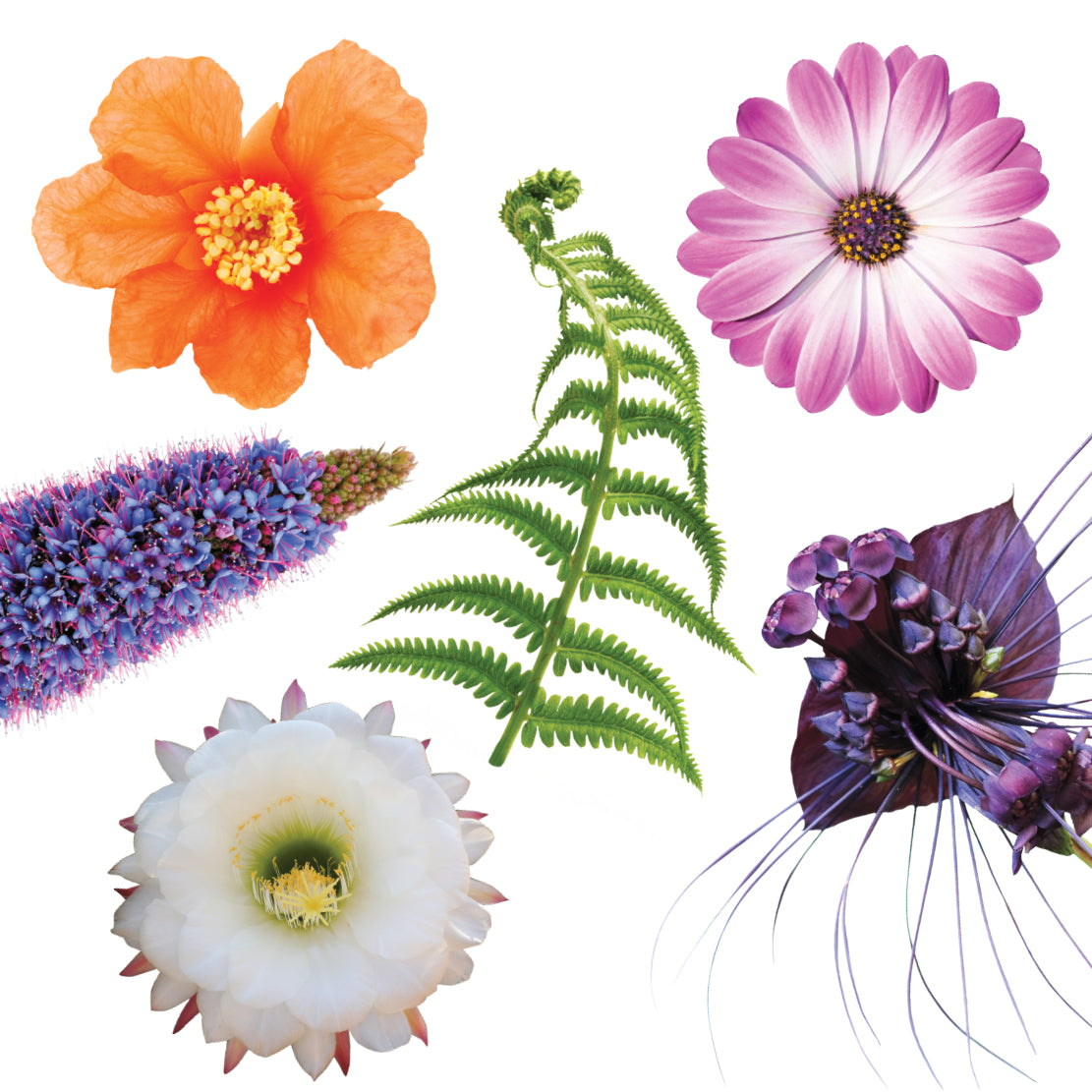 Flower Essences - LOTUSWEI