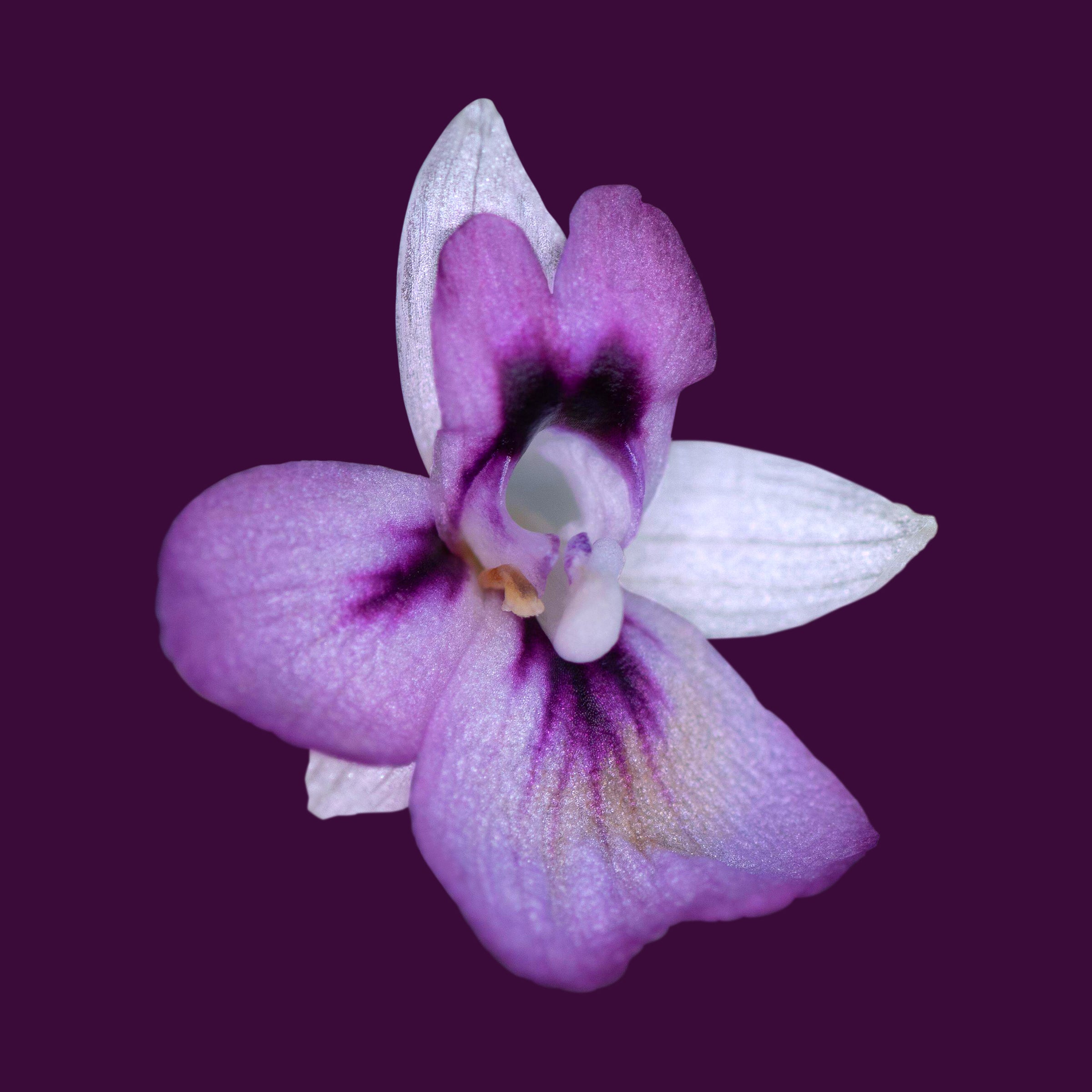 Flower Essence for Self Healing: Divine Truth