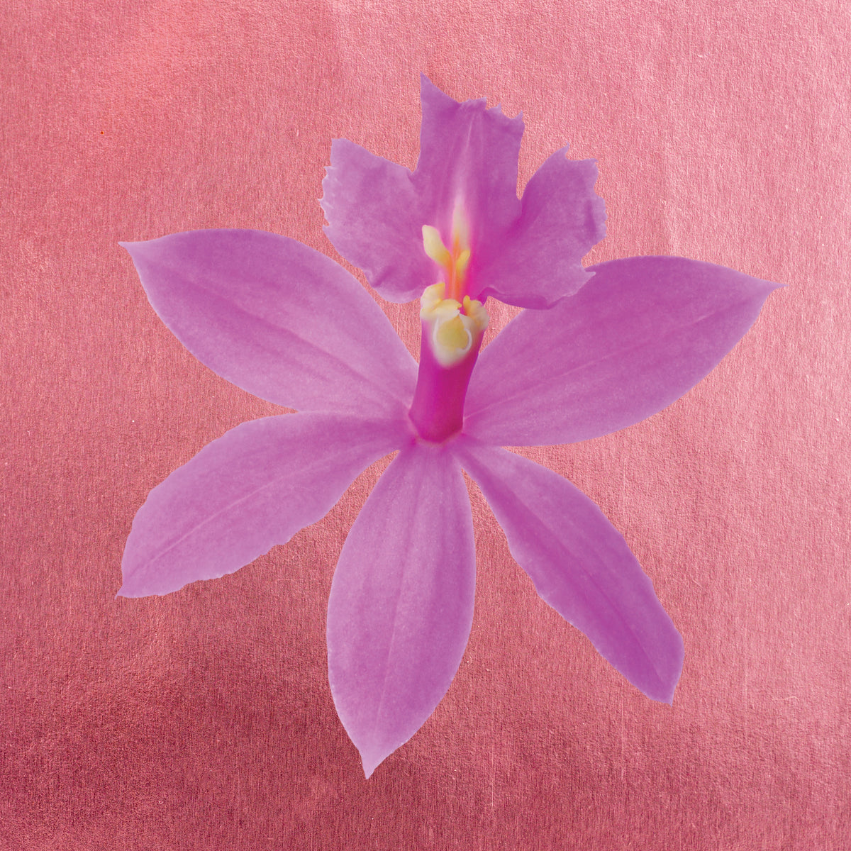 Flower Essence for Love: Divine Power Within