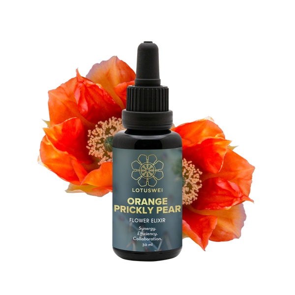 FLOWEREVOLUTION: Orange Prickly Pear – LOTUSWEI