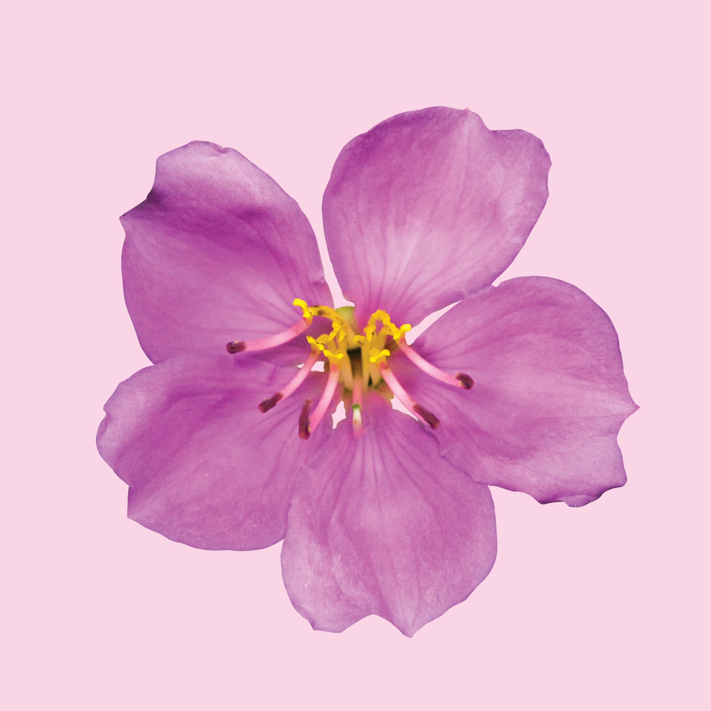 Flower Essence for Support - Divine Timing