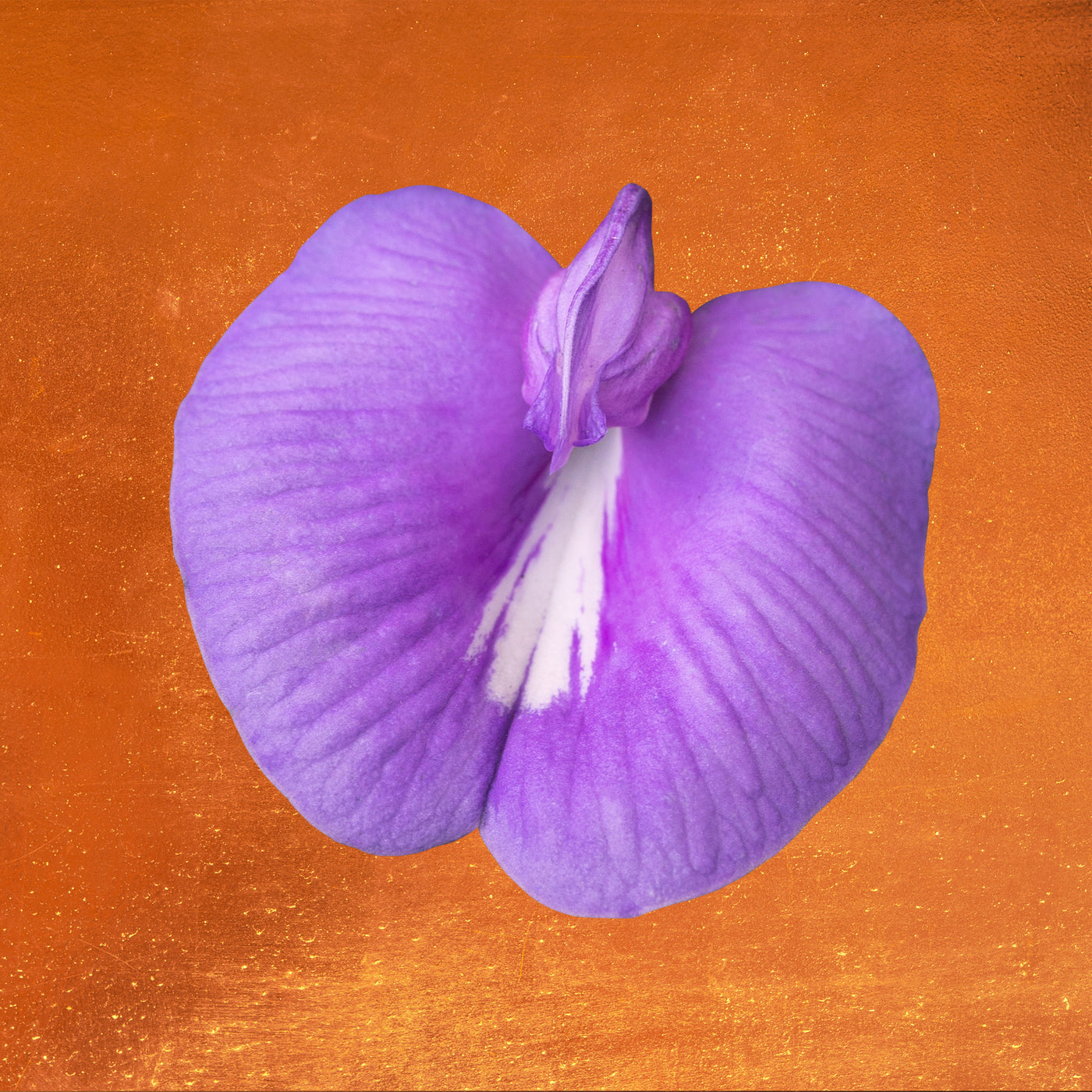 Flower Essence for Perception - Awakened