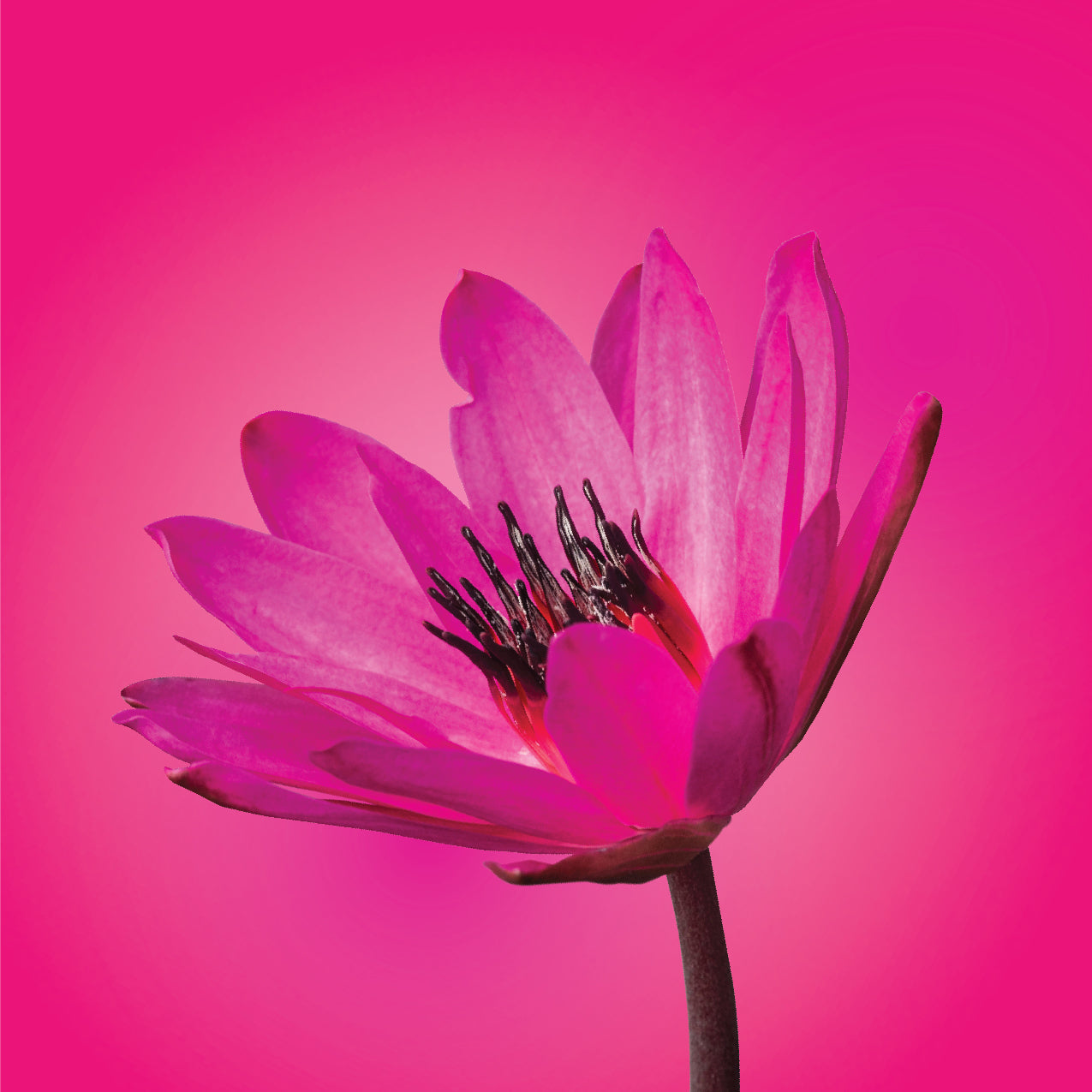 EXPANSIVE PRESENCE | Flower essences for stepping into your power.