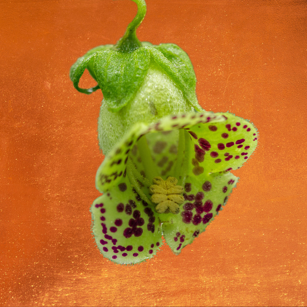 Flower Essence for Perception - Awakened