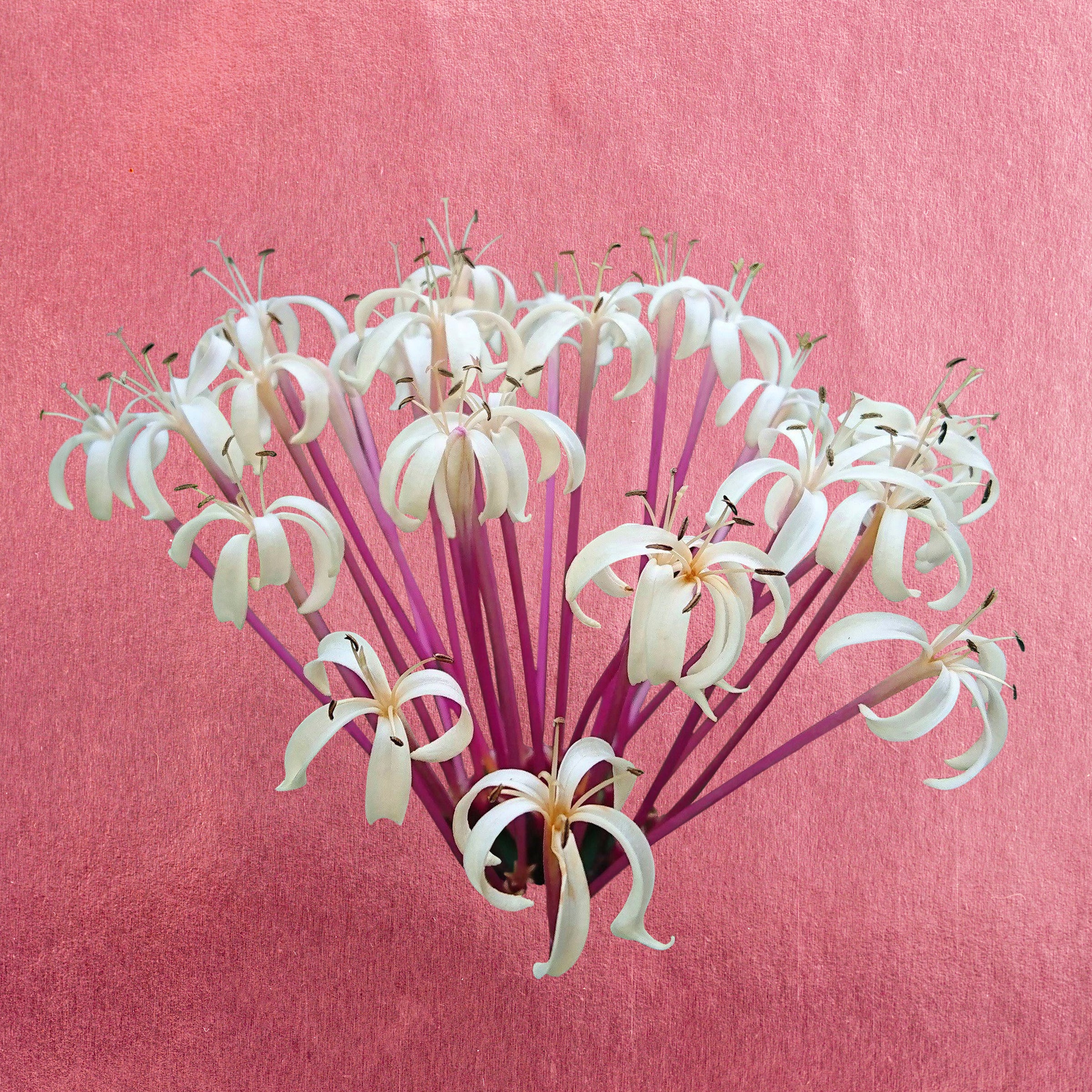 Flower Essence for Love: Divine Power Within