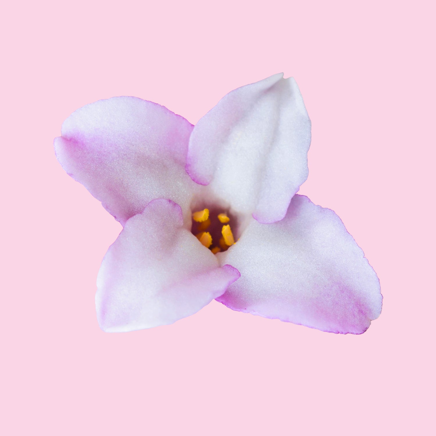 Flower Essence for Support - Divine Timing – LOTUSWEI