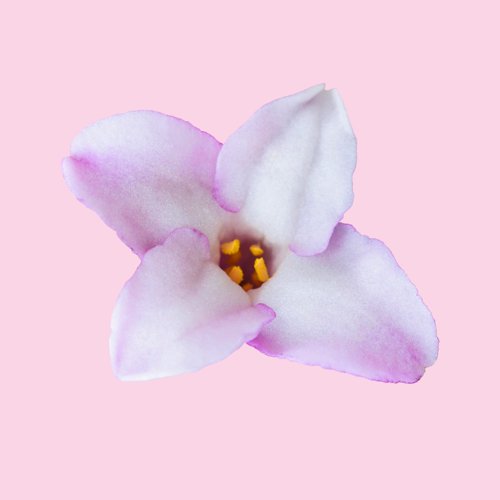Flower Essence for Support - Divine Timing – LOTUSWEI