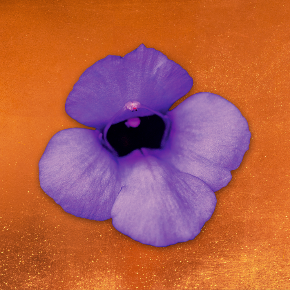 Flower Essence for Understanding - Awakened Insight – LOTUSWEI