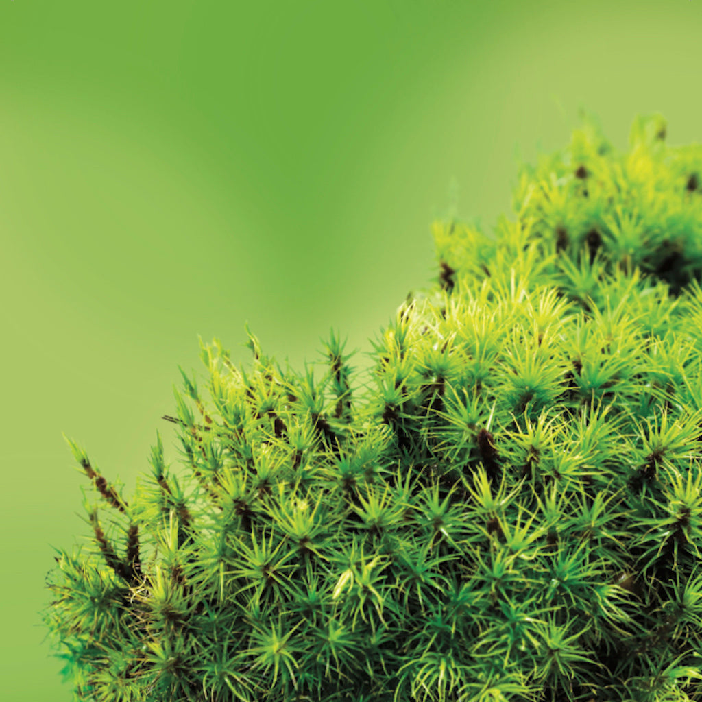 Icelandic Moss Flower Essence | LOTUSWEI