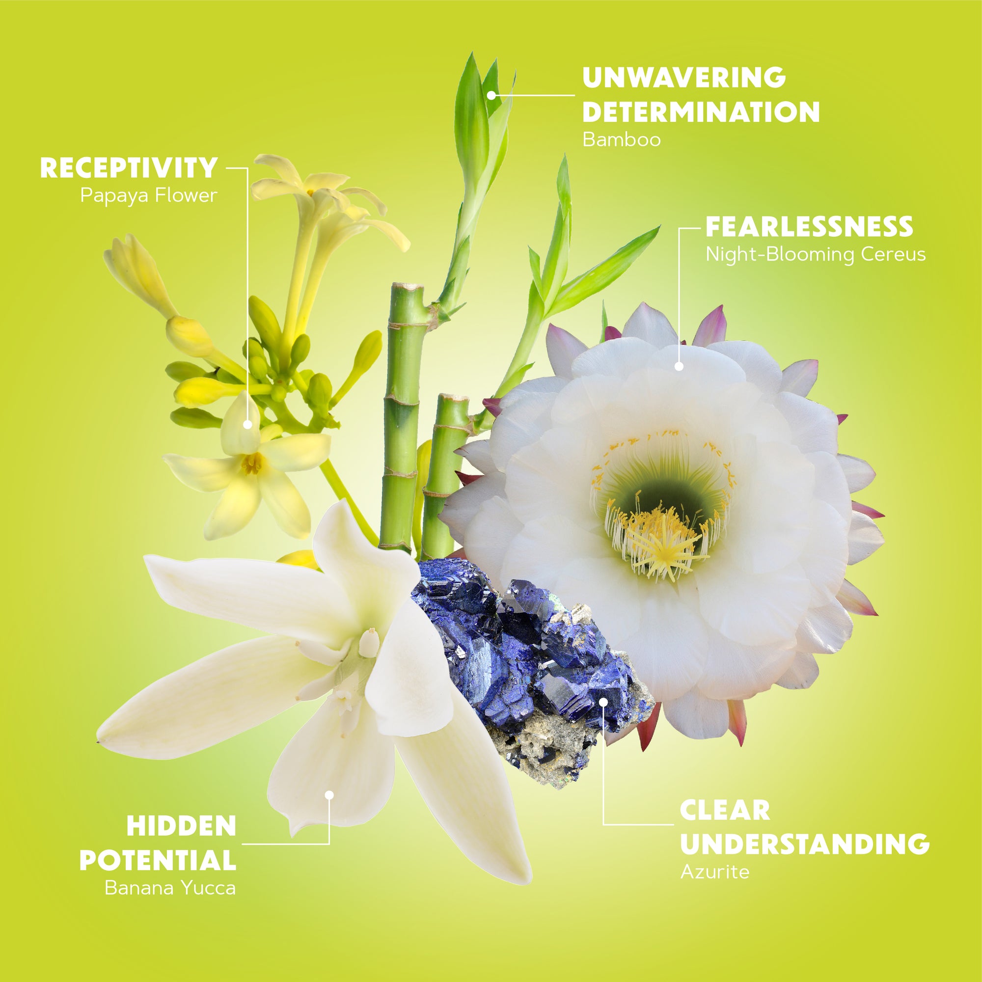 Full Bloom Flower Essence Elixir | LOTUSWEI