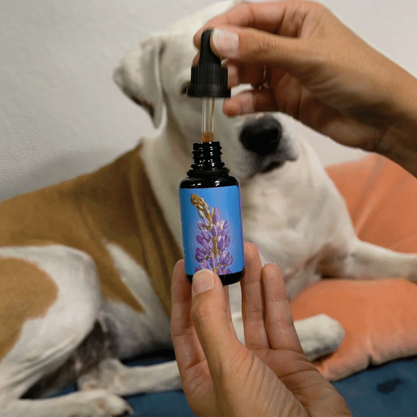 Inner Peace Pet Elixir: Calm Drops for Pets – LOTUSWEI