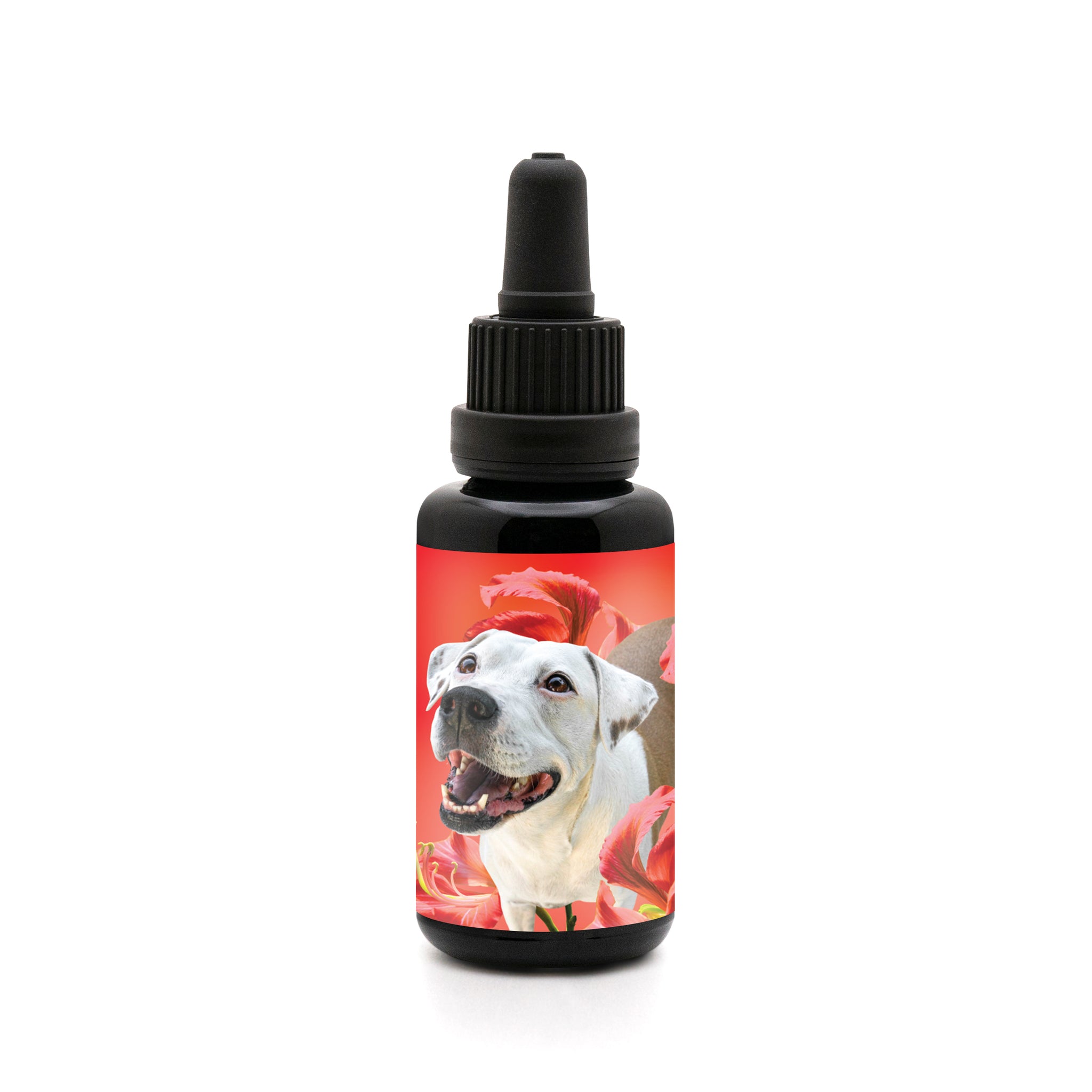 Infinite Love Pet Elixir – LOTUSWEI
