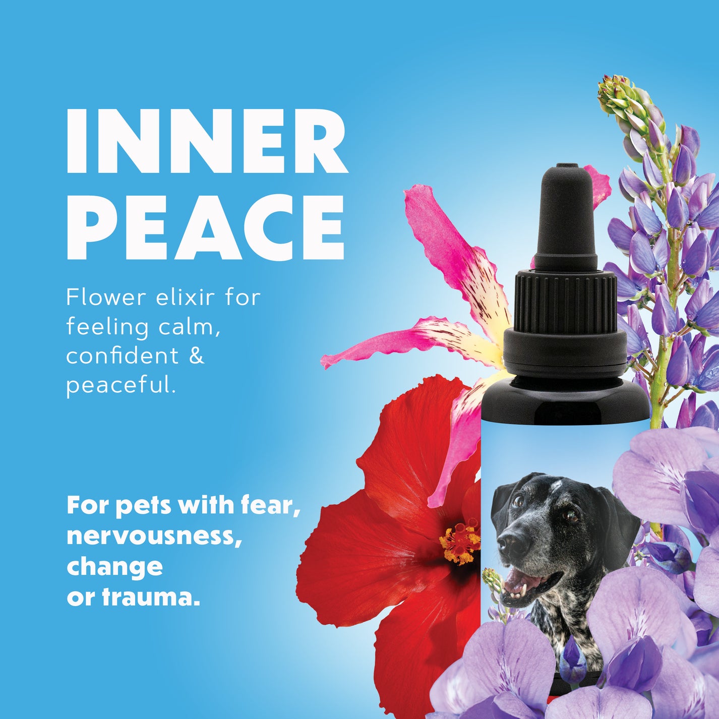 Inner Peace Pet Elixir: Calm Drops for Pets – LOTUSWEI