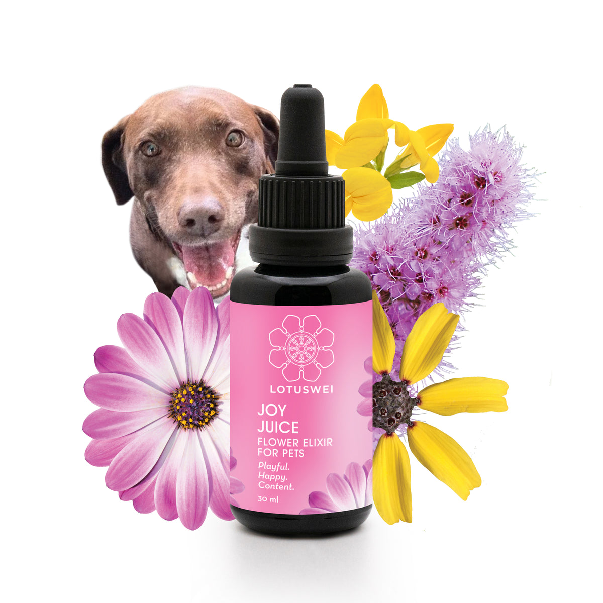 Flower Essences for Dogs, Cats, Horses & Other Animals