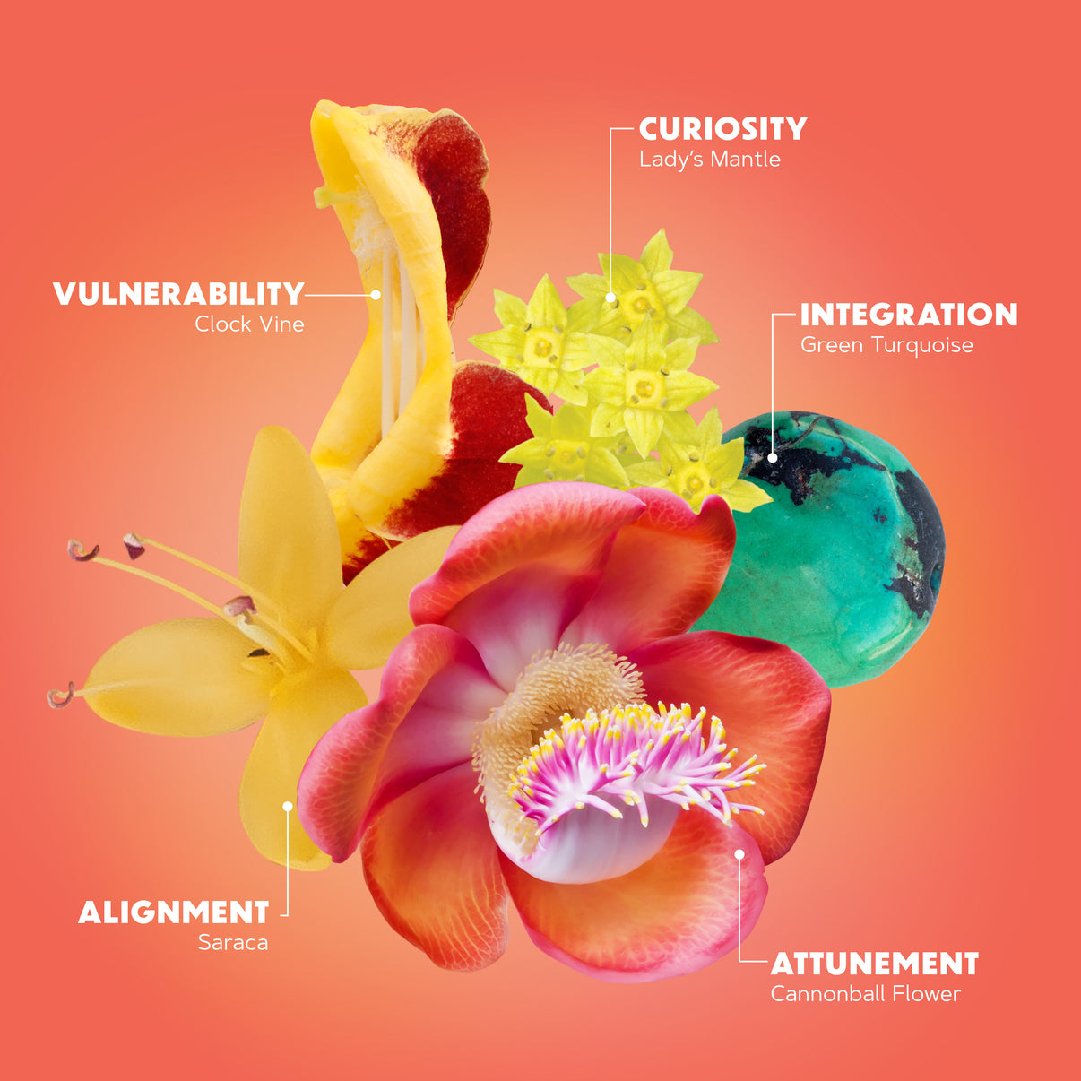 Open Heart Flower Essence Elixir | LOTUSWEI