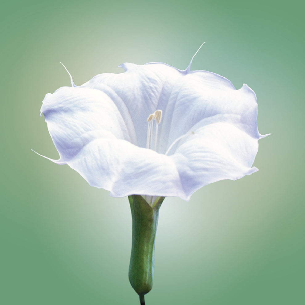Sacred Datura Flower Elixir – LOTUSWEI