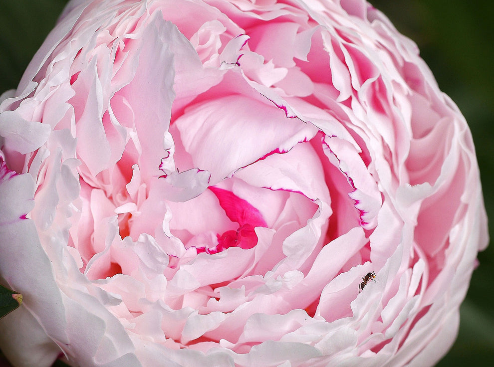 Peony Flower Essence Elixir | LOTUSWEI